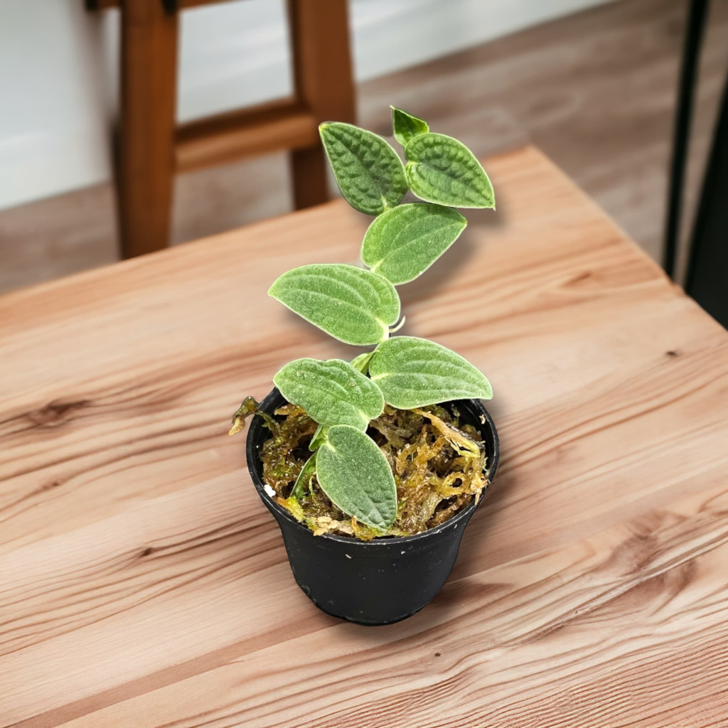 Rhaphidophora tenuis "Silver" ,Rare Aroid with Stunning Foliage ...