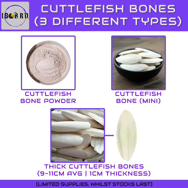 Cuttlefish Bone Variation — (Cuttlefish Bone Powder | Mini Cuttlefish ...