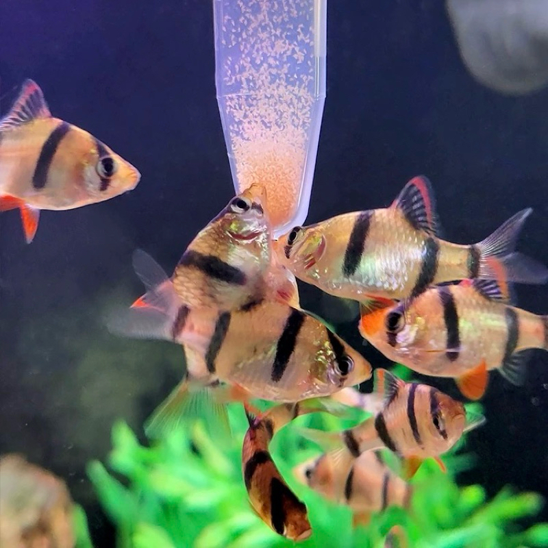 SG READY STOCK | Baby Brine Shrimp Feeding Tube Funnel with Suction Cup ...