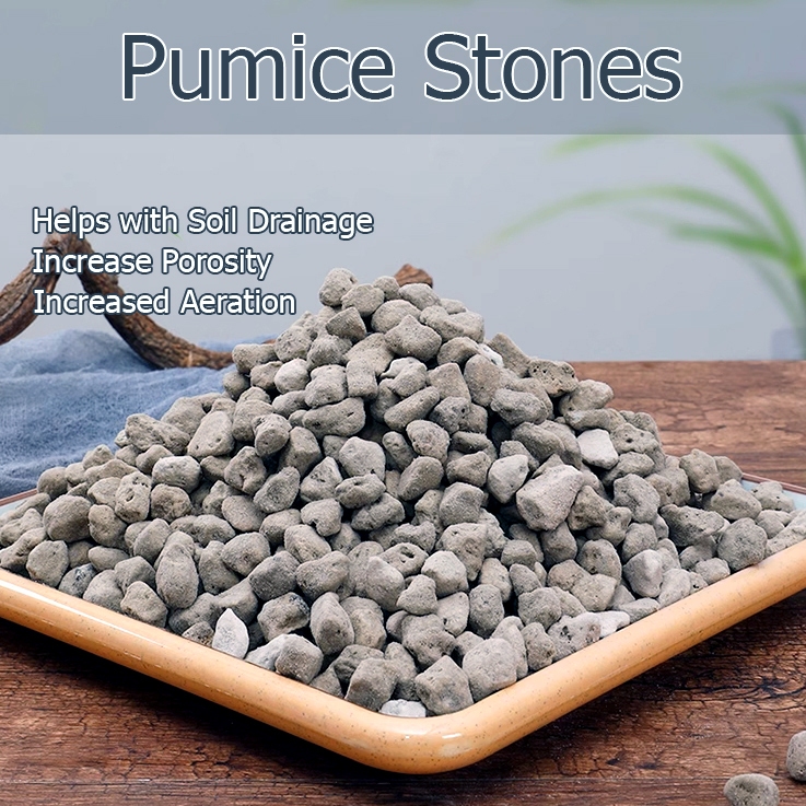 Pumice stones rocks gravel for Succulent Haworthia Cactus Bonsai Tree ...