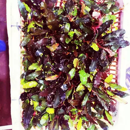 Bucephalandra sp. Theia Red (1 pcs) | Shopee Singapore