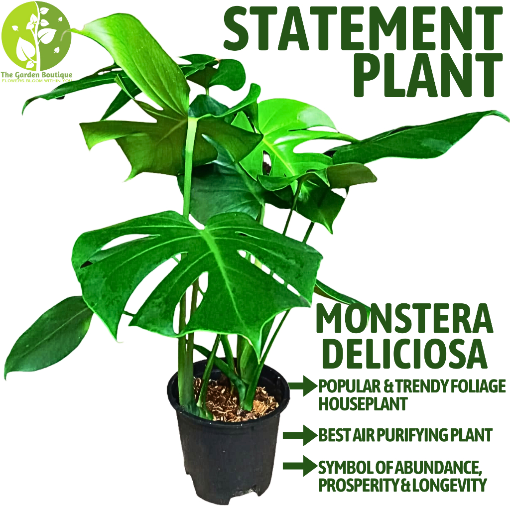 [Local Seller] Monstera deliciosa Houseplant Indoor Plant Lucky Plant ...
