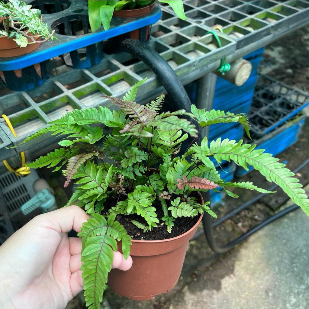 Pteris quadriaurita ‘Tricolor’, Tricolor Fern (0.12m) | Shopee Singapore