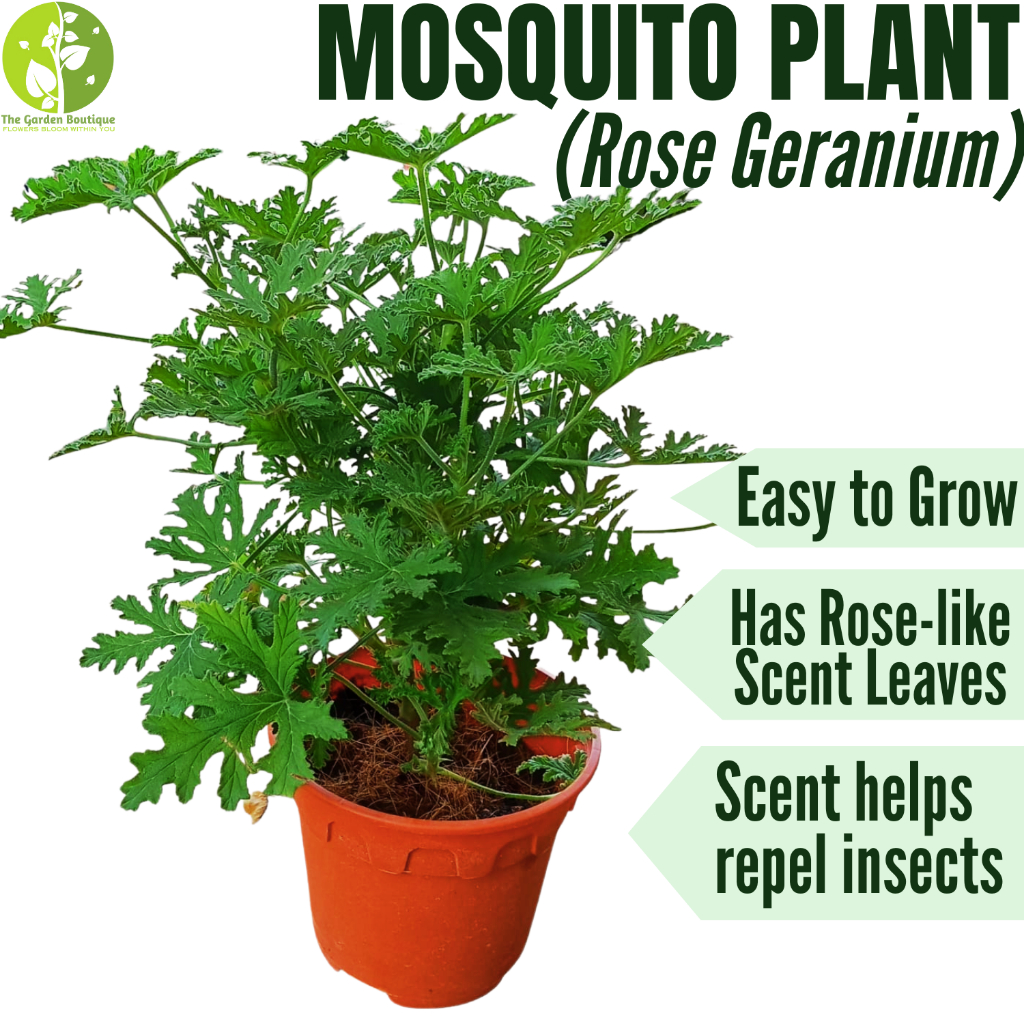 [Local Seller] Mosquito Plant Indoor or Outdoor Houseplant Repel Insect ...