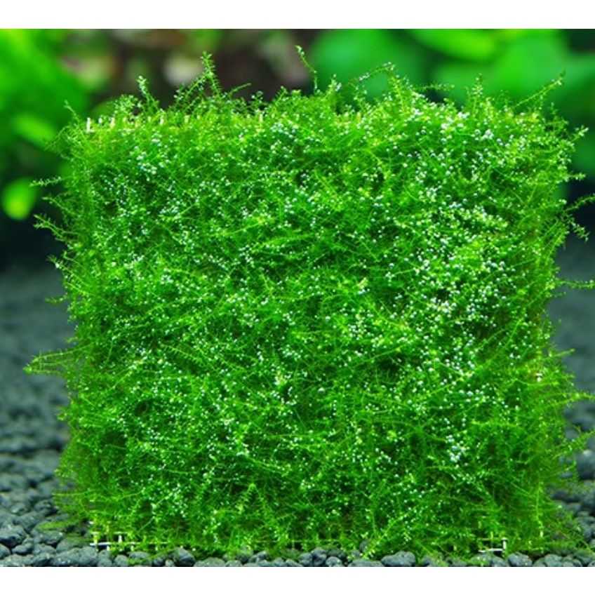 Moss,aquatic moss,live plant | Shopee Singapore