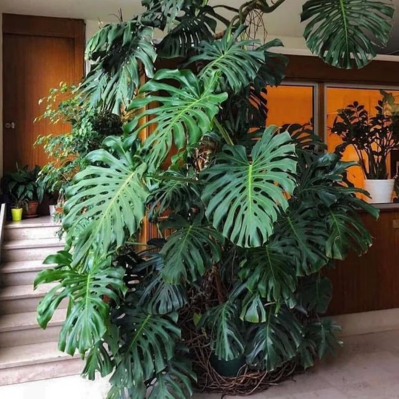 Exotic Monstera Deliciosa King ( Fresh Cutting ) | Shopee Singapore