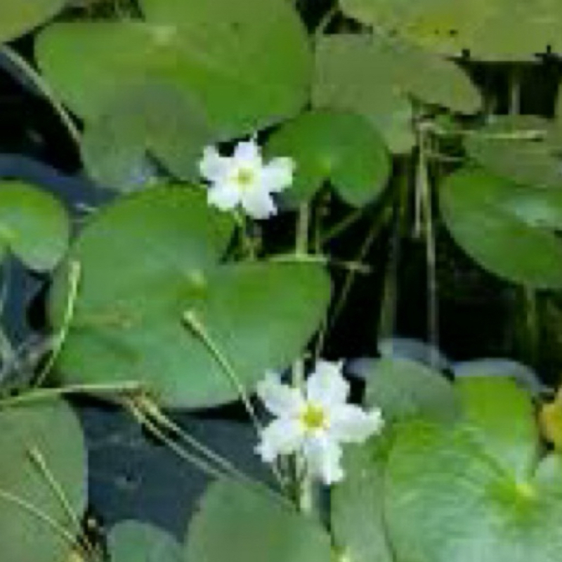 Live Aquatic Nymphoides indica (Water Snowflake) is an aquatic ...
