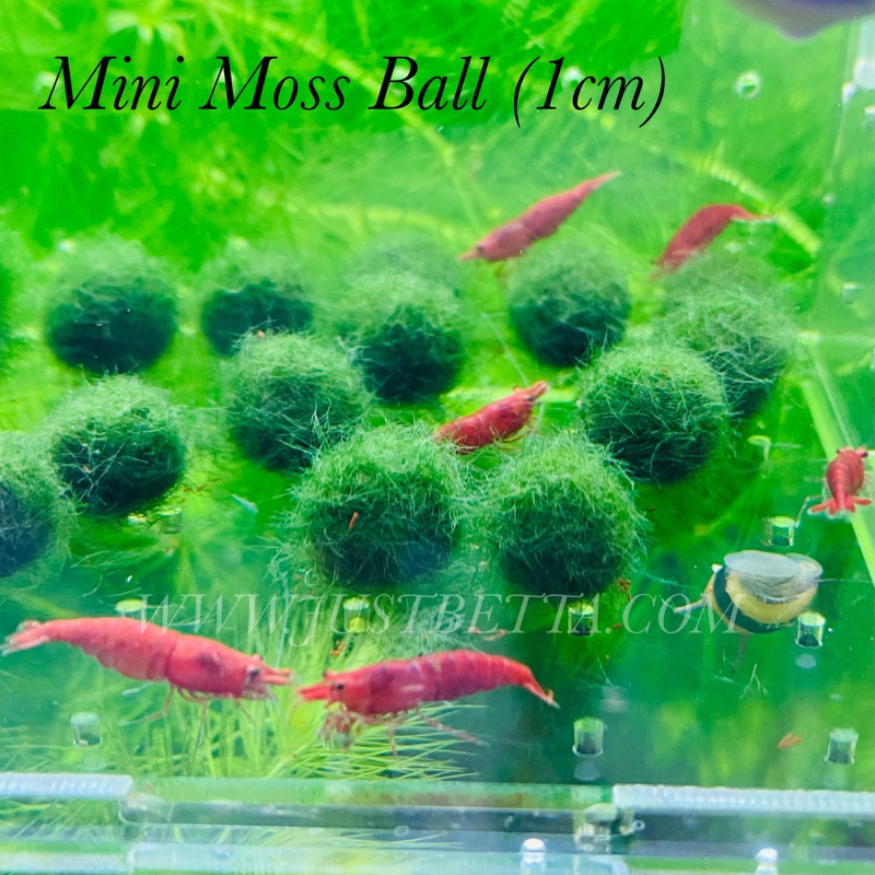 (Mini) Marimo Moss Ball (1 pcs - 1cm) - Cladophora Aegagropila ...