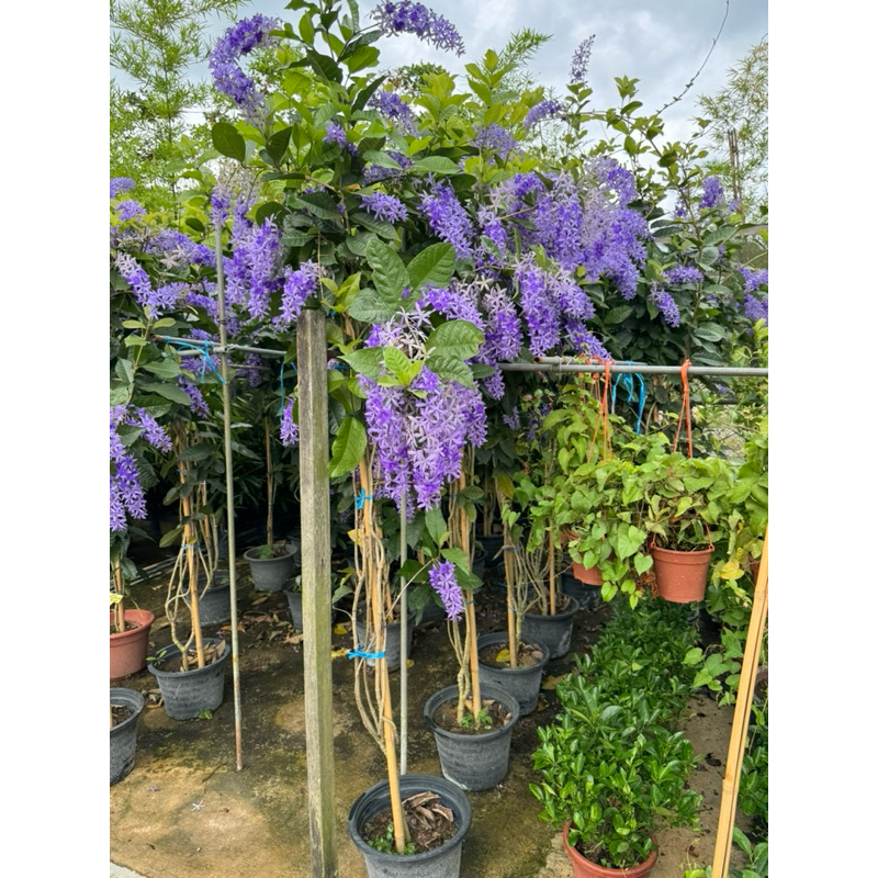 sandpaper vine purple flower petrea volubilis 2meter height live plant ...