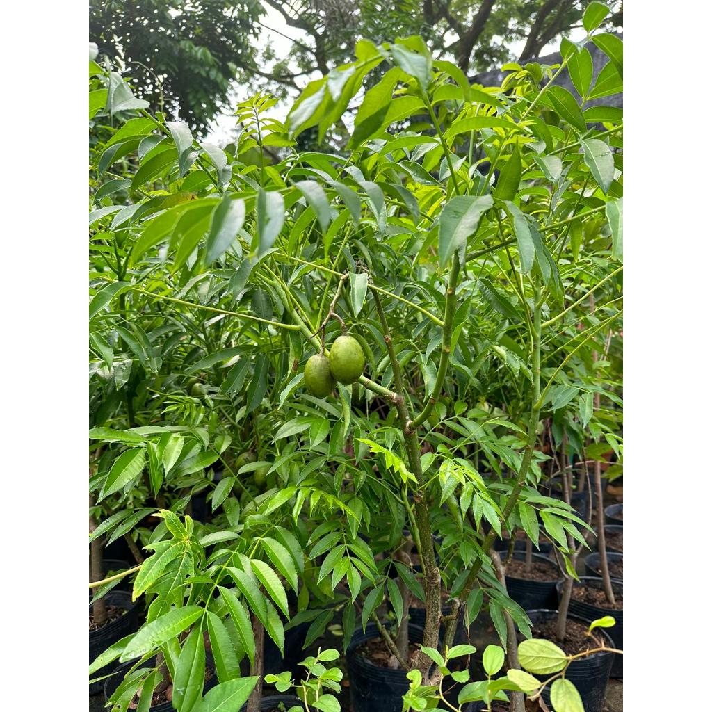 Spondias dulcis Parkinson/Ambarella/Balonglong/Kedondong/Fruits Plant ...