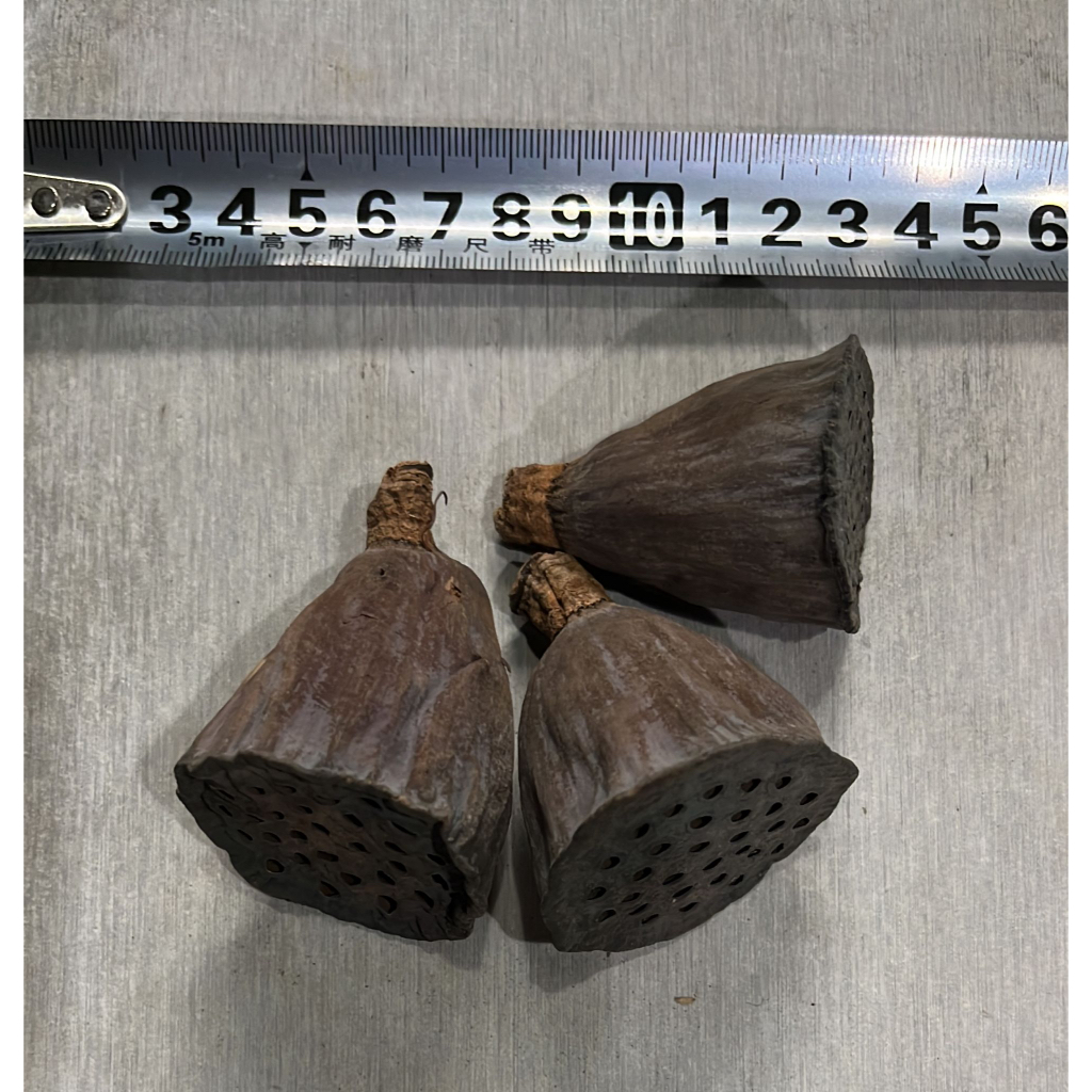 Nano Lotus Pod 3pcs (Aquatic Botanicals/Isopod Habitat/Decor) | Shopee ...