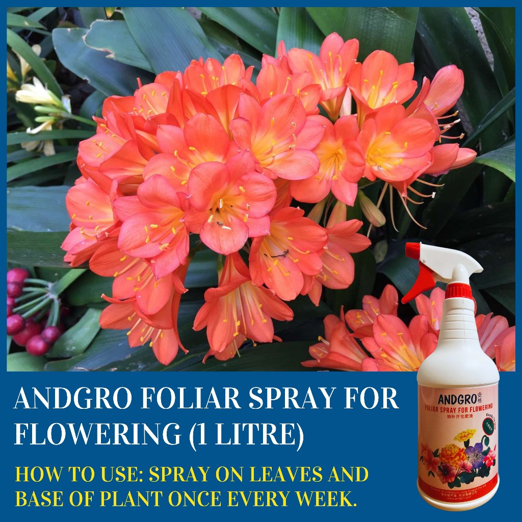 ANDGRO Foliar Spray for Flowering (1000ml) Promotes More Buds, Longer ...