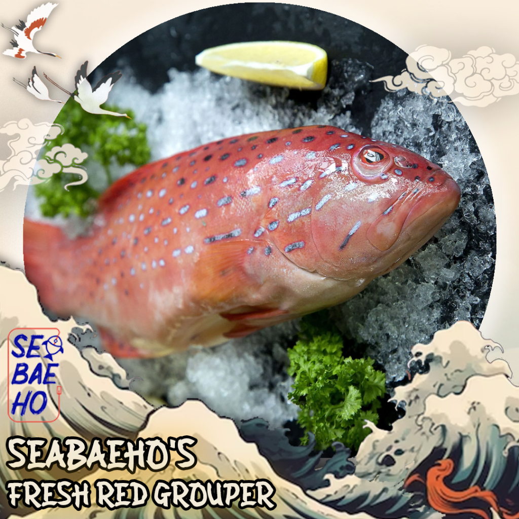[SEABAEHO] Premium Fresh Red Grouper Fish 红石斑鱼 (Whole / Fillet / Sliced ...