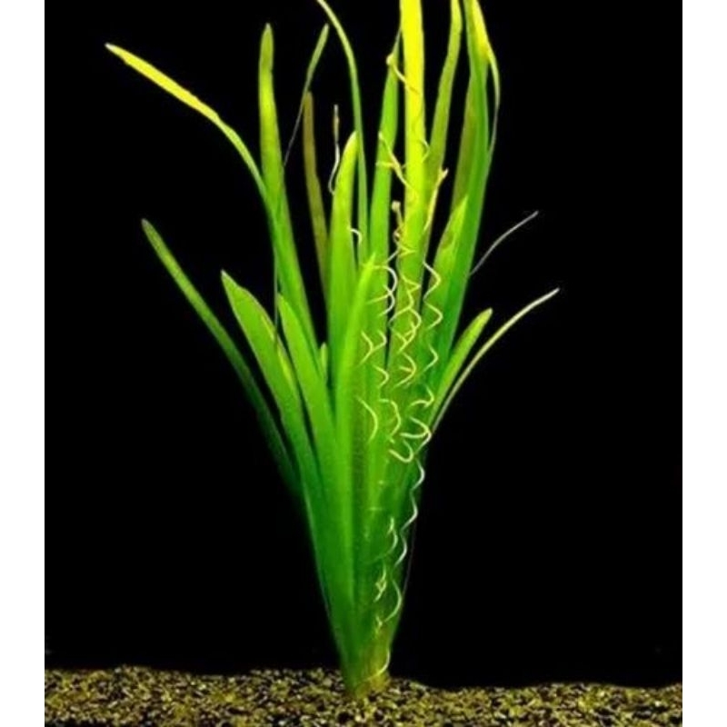 (LIVE UNDERWATER PLANT) VALLISNERIA SPIRALIS // NANA // GIGANTEA ...