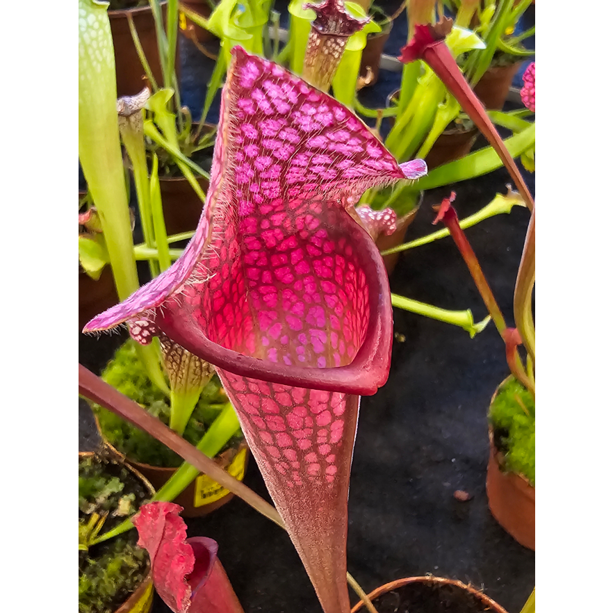 Sarracenia Pitcher Plant Indoor House Home Potted Plant Gardening ...