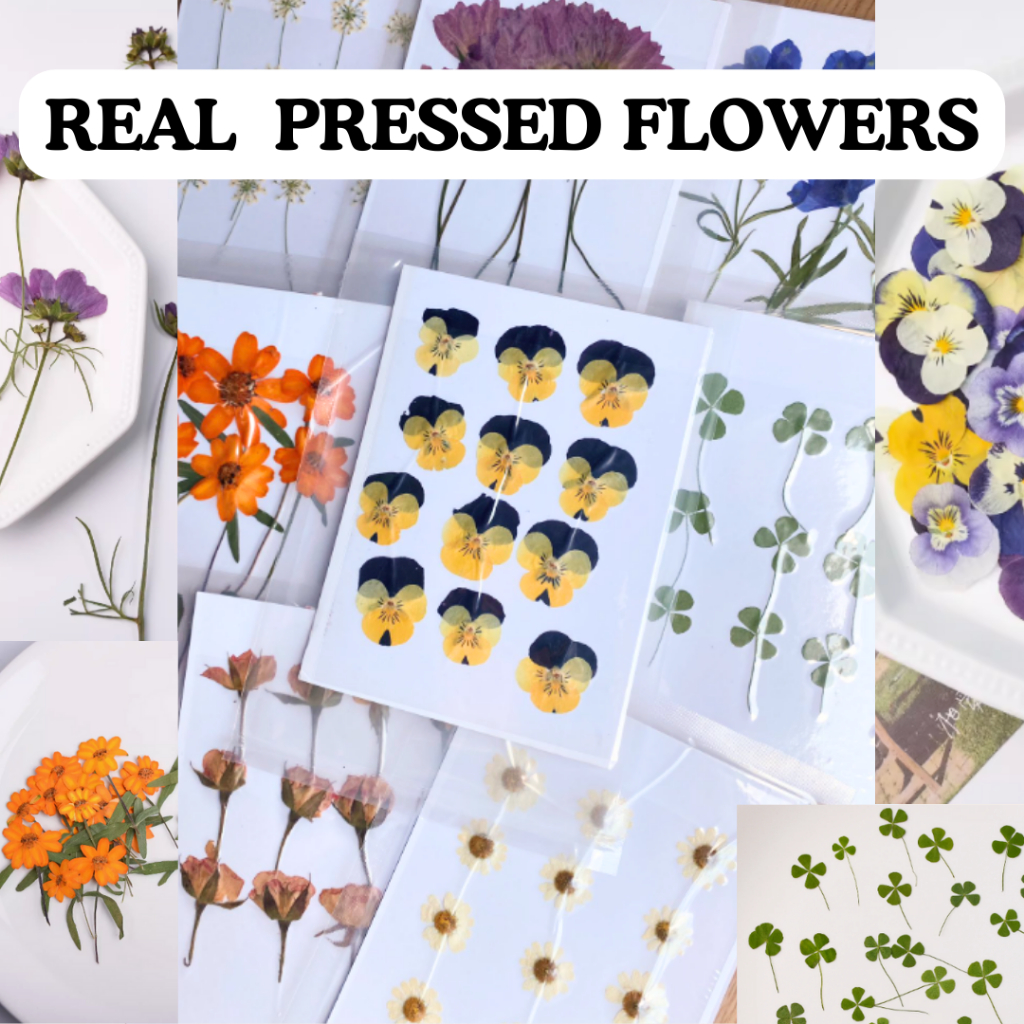 [SG] Vacuum-Packed Pressed Flowers - Dried Flowers Preserved Real ...