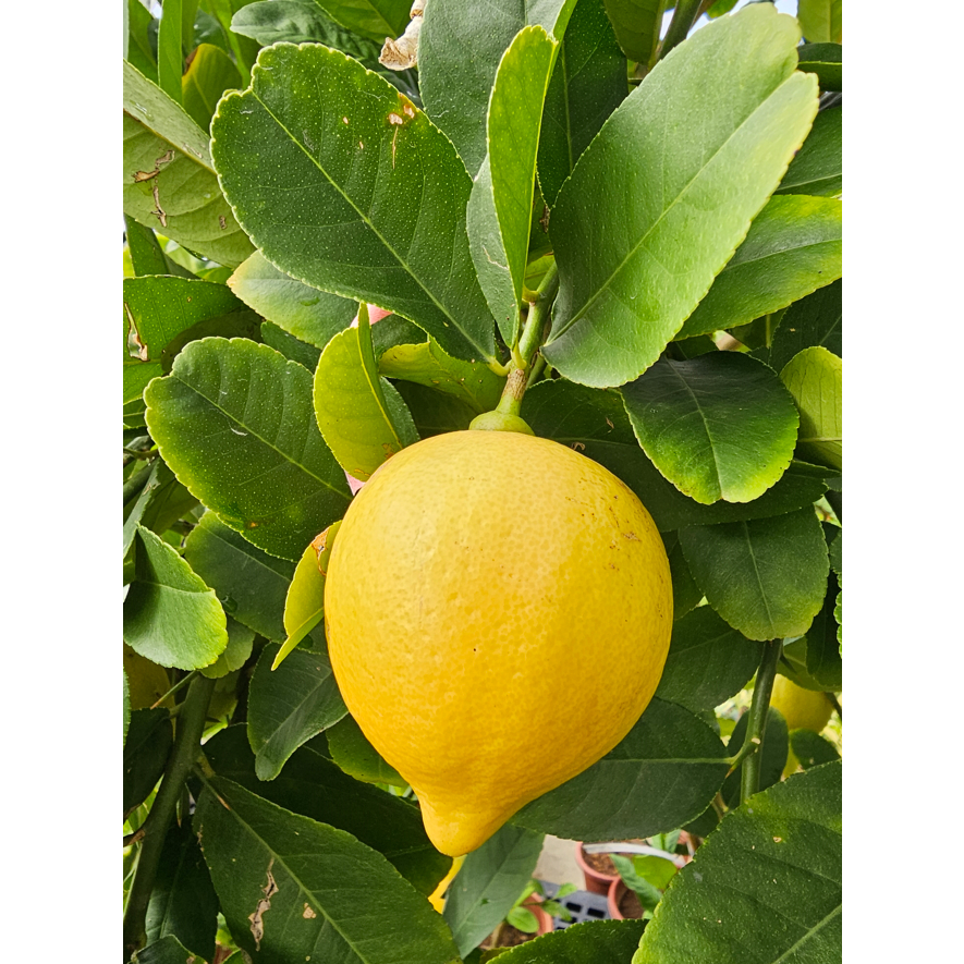 Mini Lemon Tree House Home Potted Plant Gardening Landscaping | Shopee ...