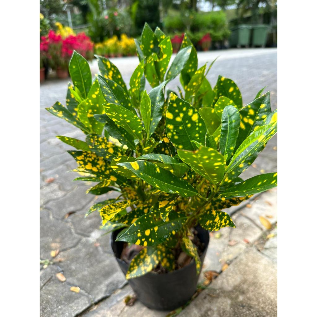 Codiaeum 'Gold star'/Outdoor Plants | Shopee Singapore