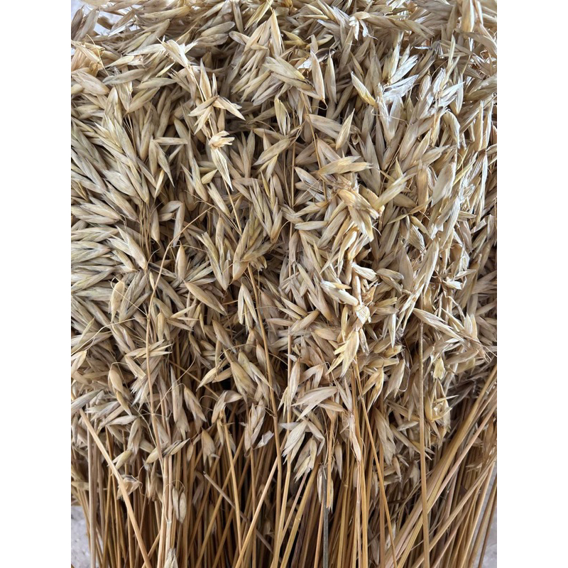 Oat Sprays hamster gerbil mice rodent birds treat flax spray | Shopee ...