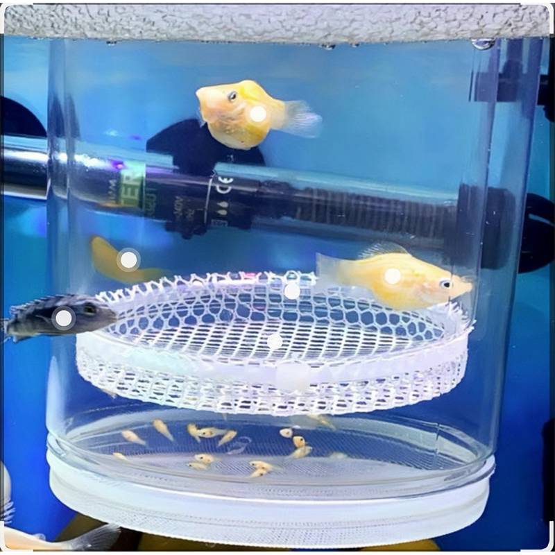 🇸🇬 SG Seller | Aquarium Floating Fish Breeding Isolation Tank Hatching ...
