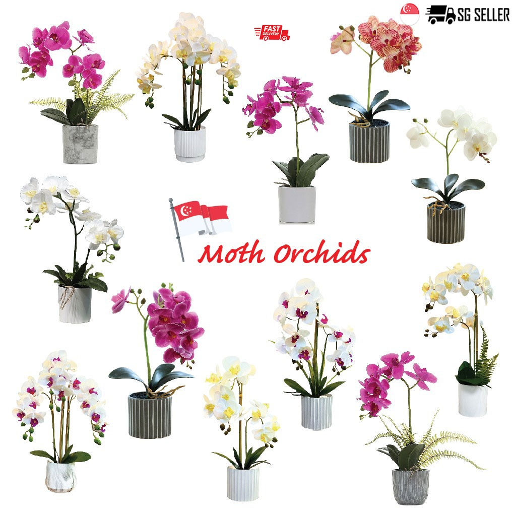 Artificial Orchid Faux Orchid Table Plant Interior Home Hari Raya ...