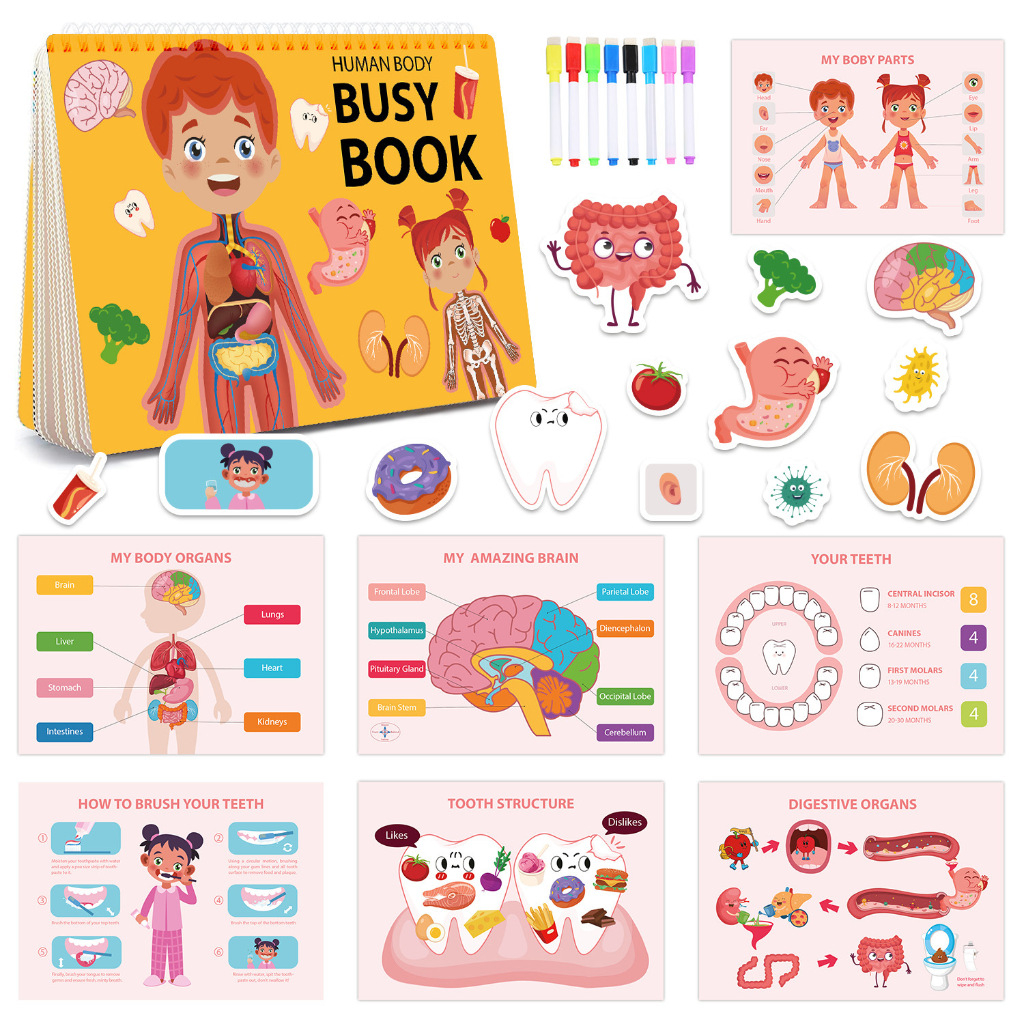 (SG STOCK) Human Anatomy and Organs Montessori Busy Book Educational ...