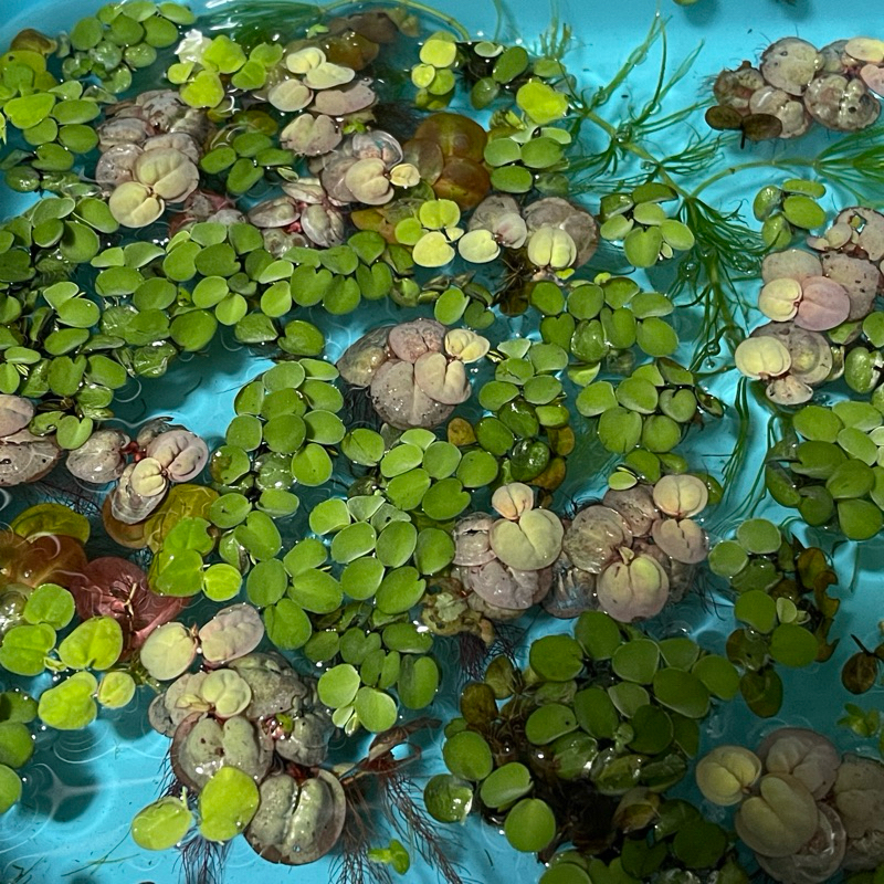 SG READY STOCK | Red Root Floater Aquatic Plant Floating Aquarium ...