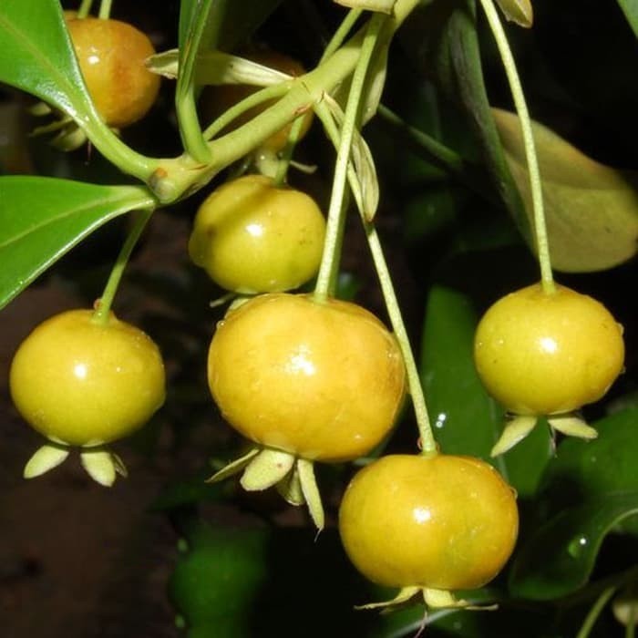 Yellow Pitomba (Talisia esculenta) – Tropical Fruit Tree for Your ...