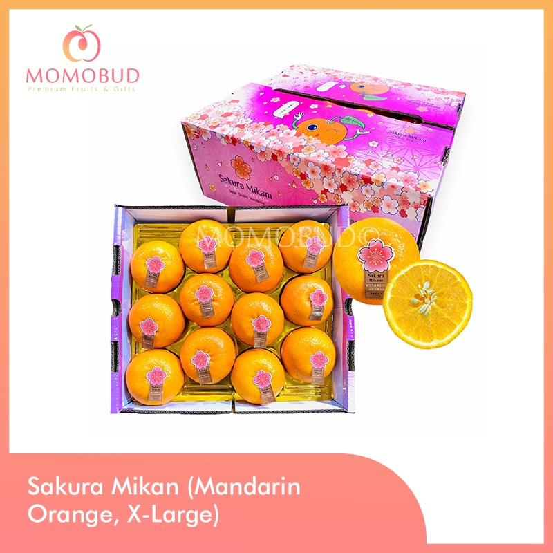 Sakura Mikan (Mandarin Orange, X-Large) | Shopee Singapore