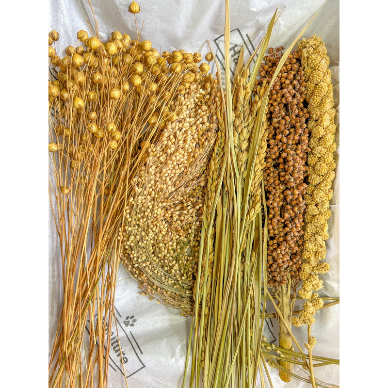 Hamster Treat Sprays Box Gerbil Mice Flax Spray Silver Millet Spray ...