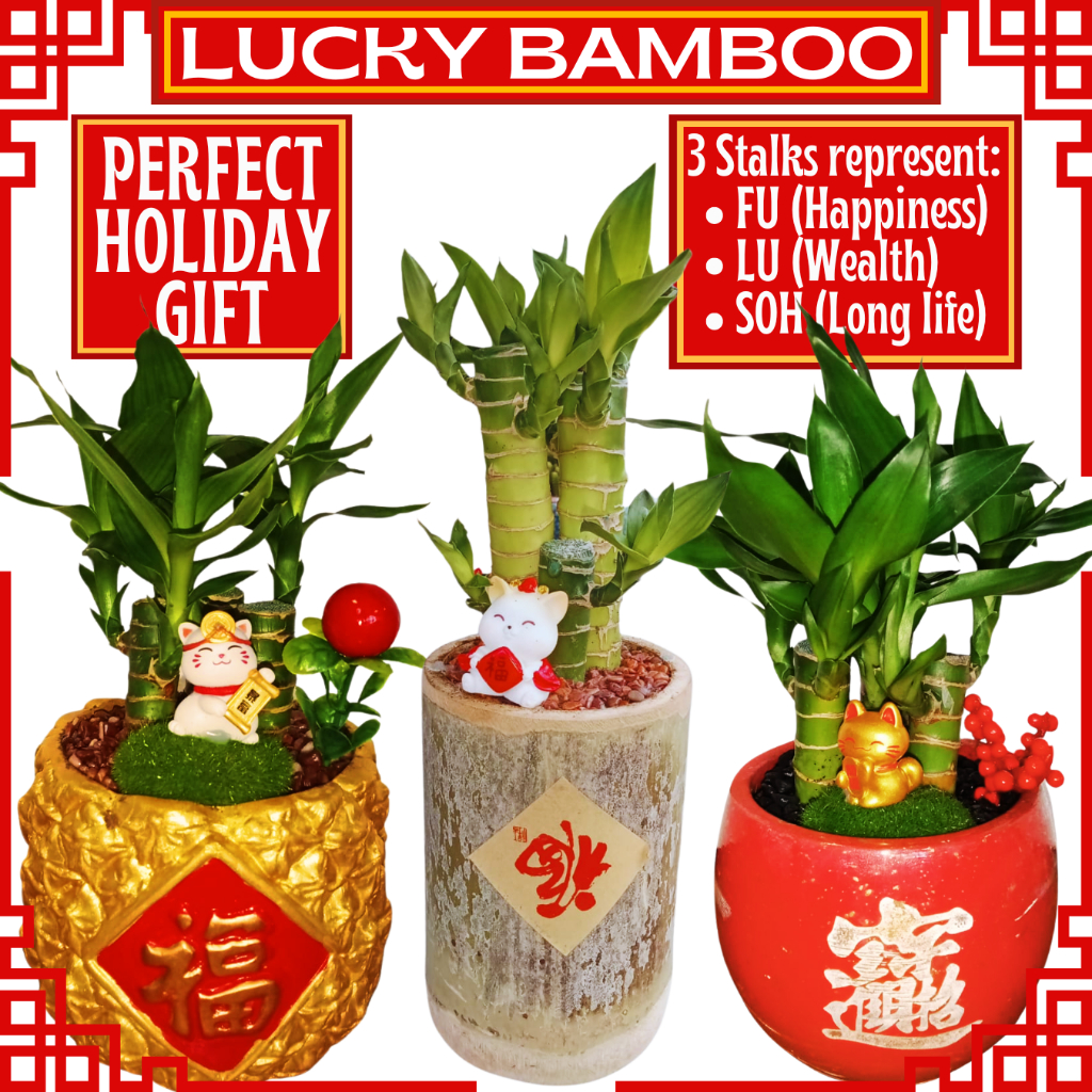[Local Seller] CNY 3 Lucky Bamboo in a Stylish Pots Indoor Lucky Plant ...