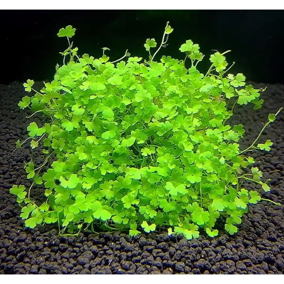 hydrocotyle tripartita normal （leaf bigger than mini）pot | Shopee Singapore