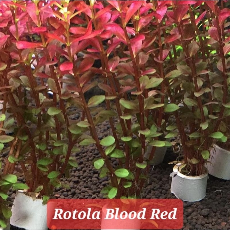 (LIVE UNDERWATER PLANT) AMAZON SWORD LUDWIGIA AR LIMNOPHILA SESILFLORA ...