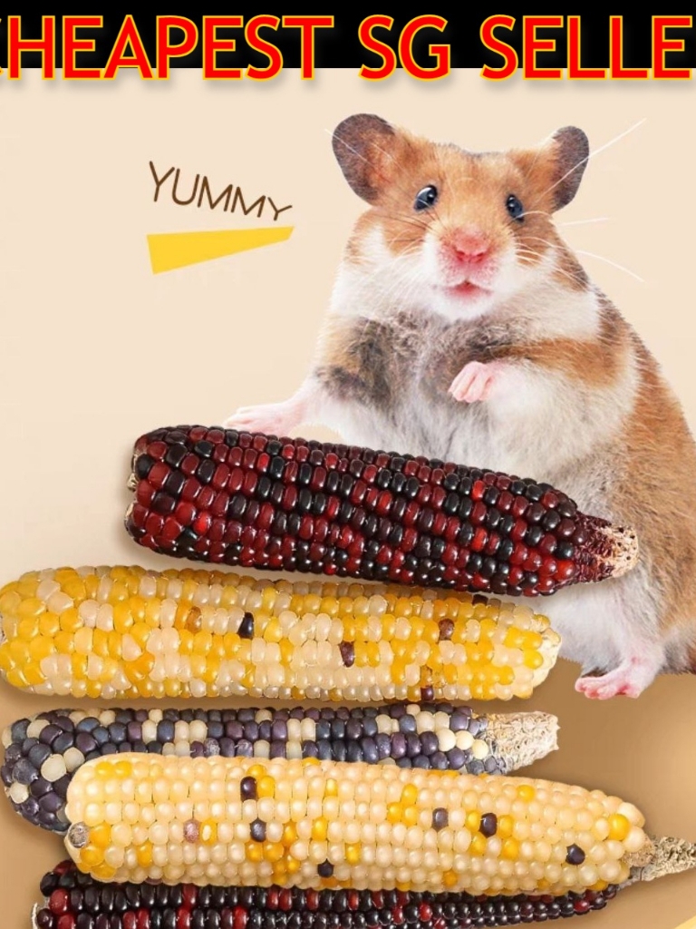 🌽 SG Seller 🌽 Hamster Mini Corn Cob - Hamster Treat ( Small Pet Food ...