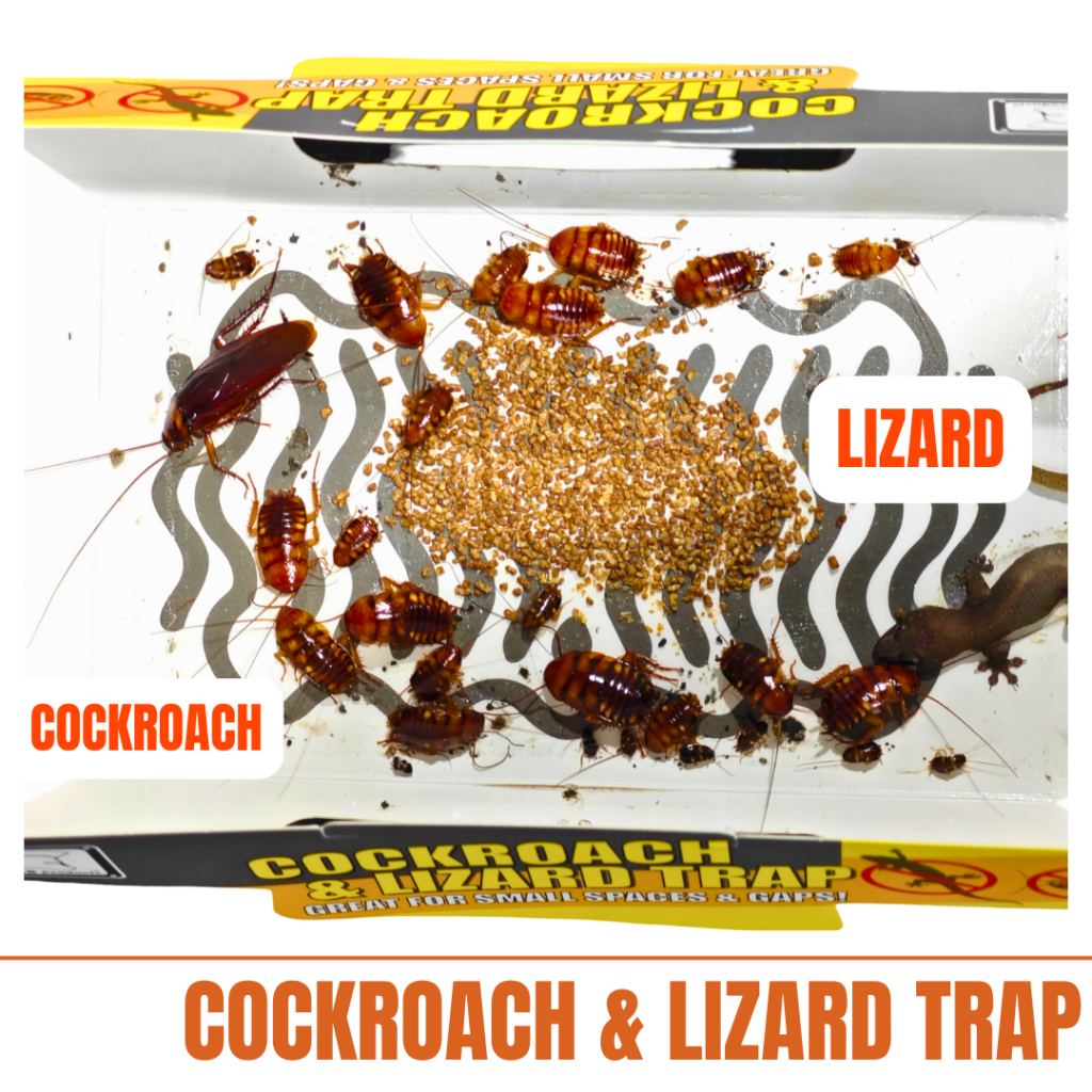 [Bundle Sales] [ New Packaging] ONS Lizard And Cockroach Trap/Lizard ...