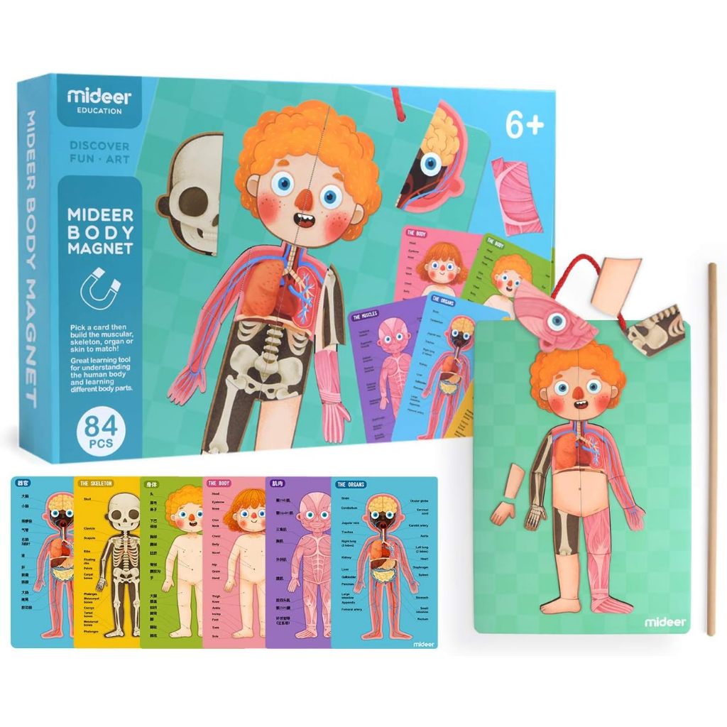 [SG Local Stocks] Human Body Magnet Puzzle by Mideer | Magnetic Anatomy ...