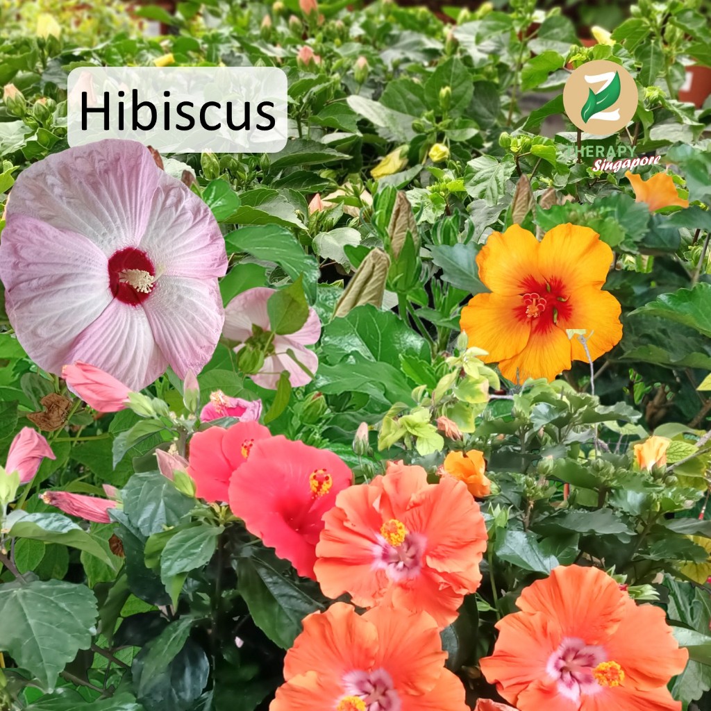 ֍Local Seller֍ Assorted Hibiscus Real Outdoor Houseplant | Shopee Singapore