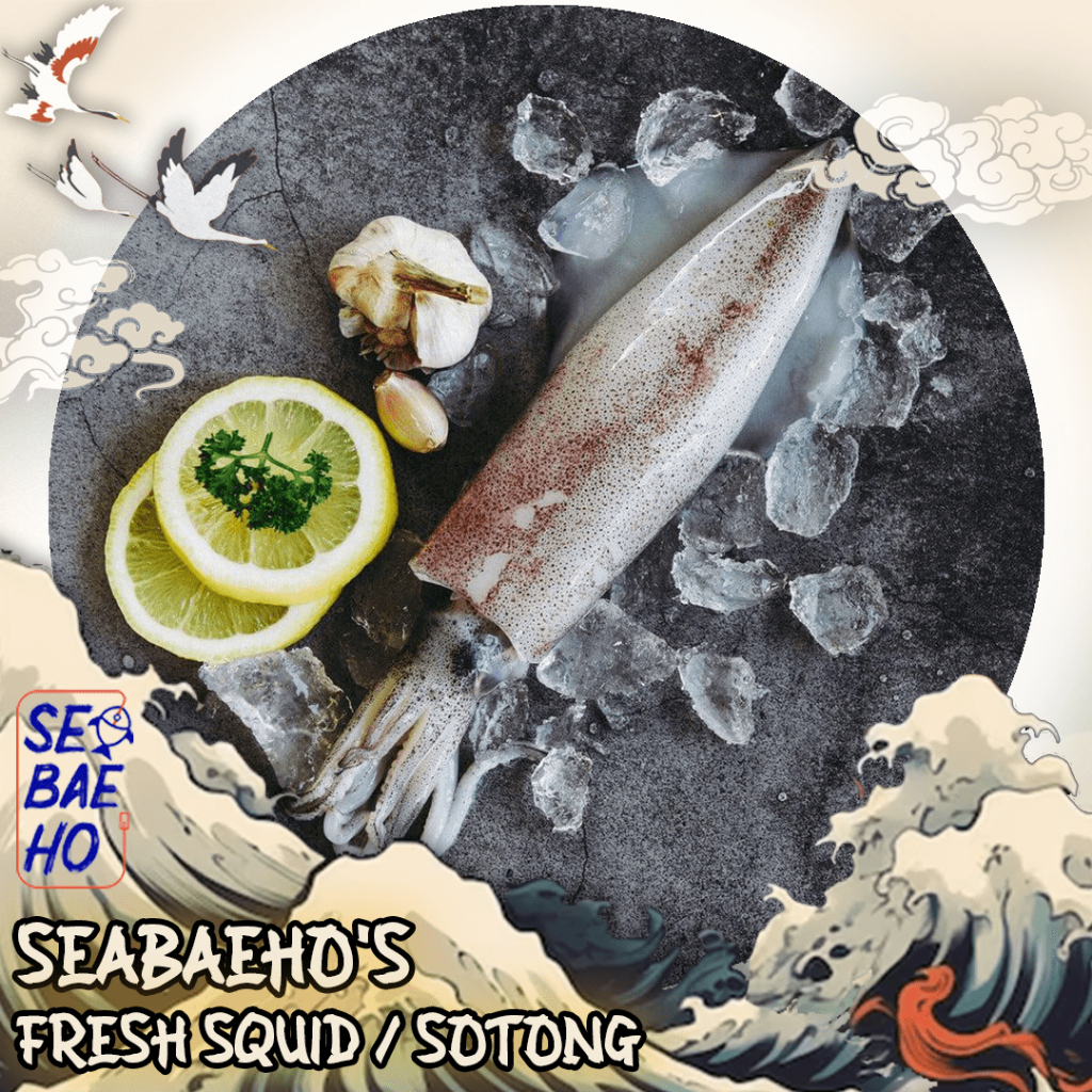 [SEABAEHO] Premium Fresh Squid / Sotong (Whole / Ring / Sliced ...