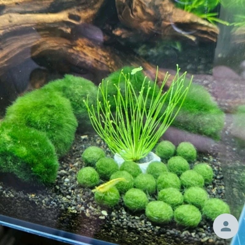 (Live Underwater Plant) Mini (1cm) Marimo Moss Ball (Pack of 4 pieces ...
