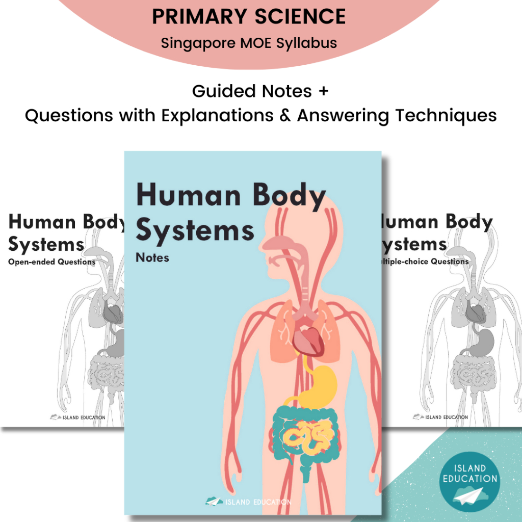 Primary 3/4/5/6 Science Guided Notes & Questions: Human Body Systems ...