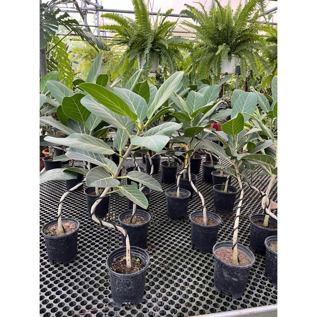 Ficus benghalensis L, Banyan Tree Bonsai (0.45m) | Shopee Singapore