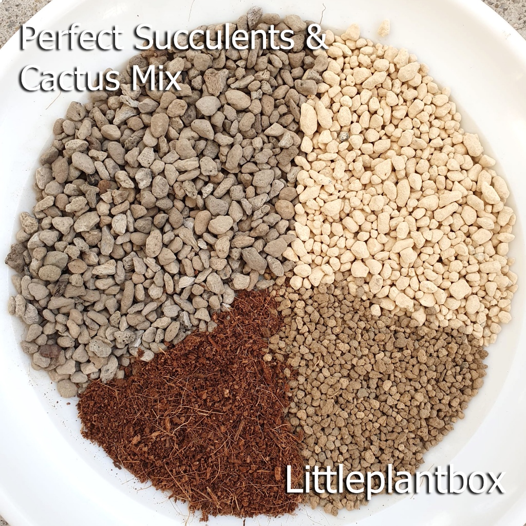 3-6mm Gritty Soilless Succulent Haworthia & Cactus Perfect Premium ...