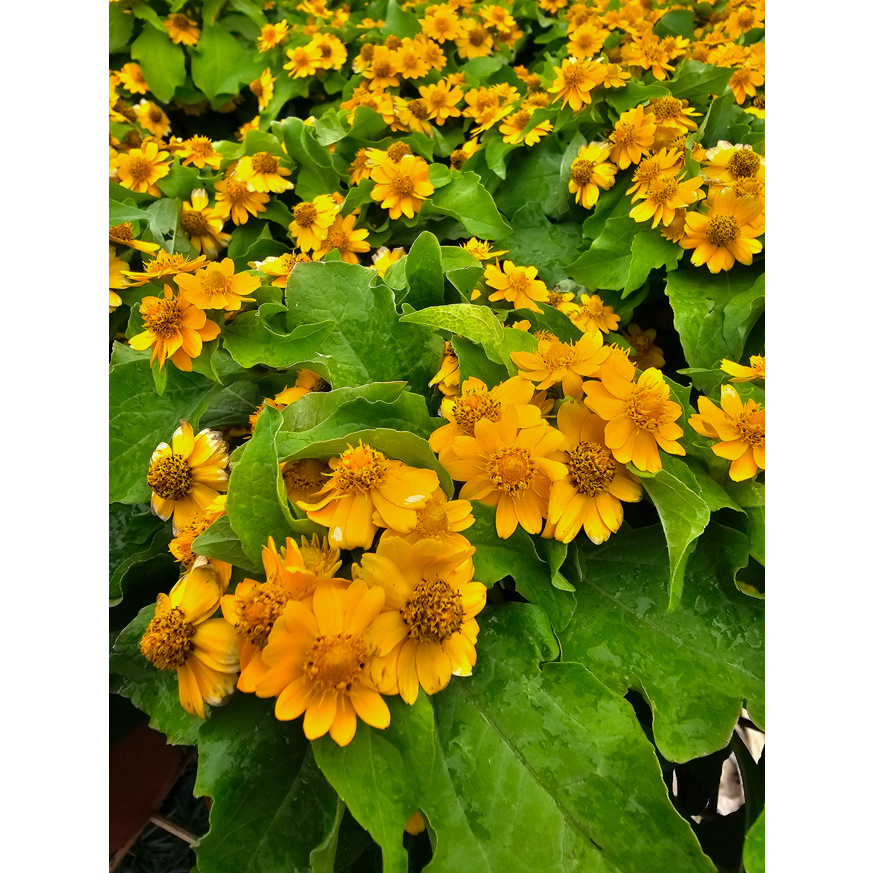 Melampodium Butter Daisy Indoor House Home Potted Plant Gardening ...