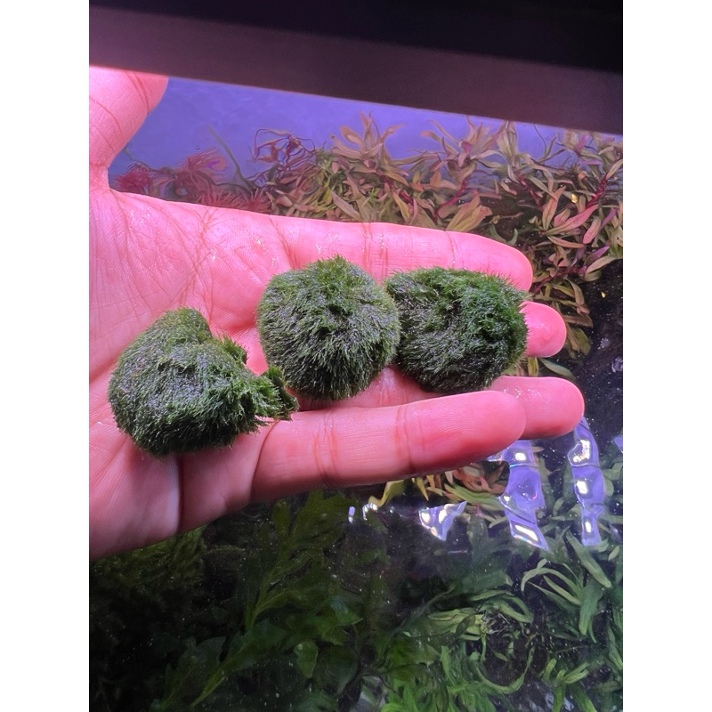 Marimo Moss ball shrimp aquarium (3pcs for 10 dollars, mixed size ...