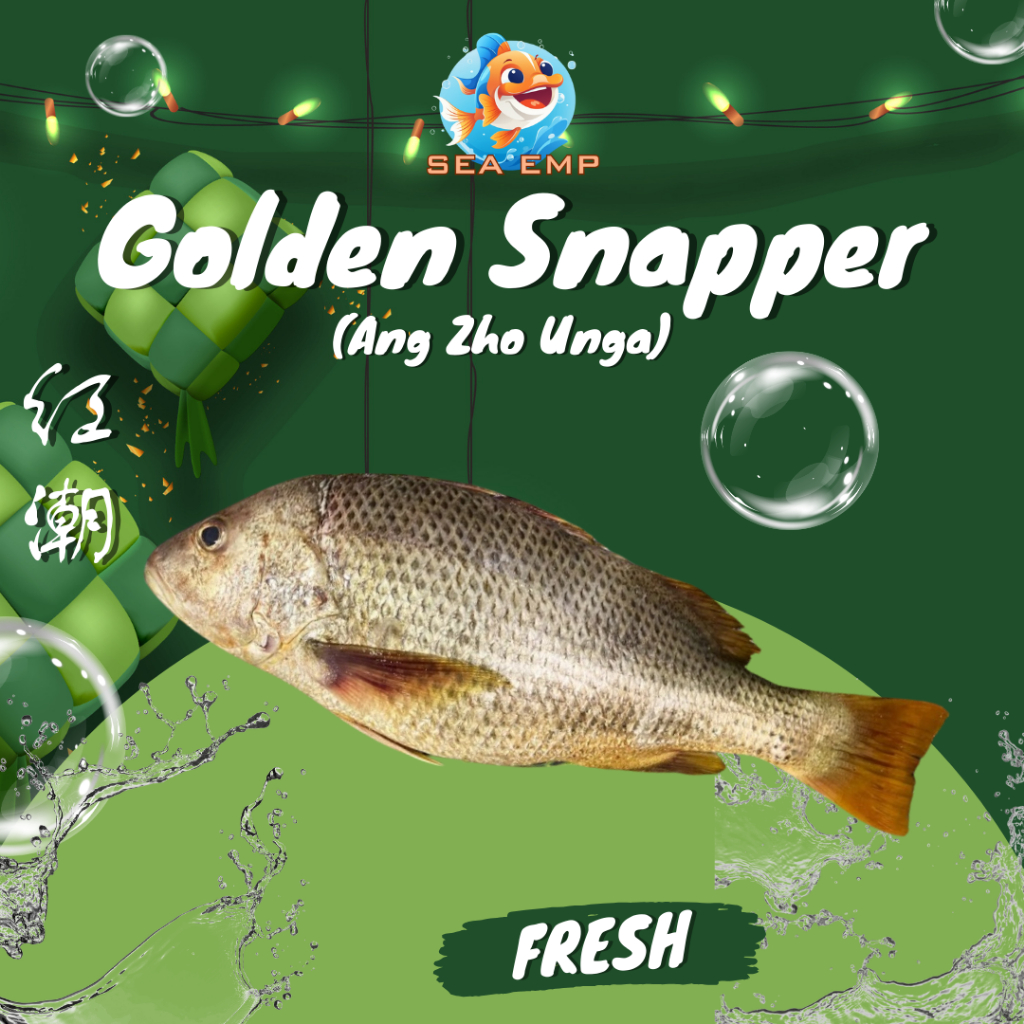 [SEA EMP] Fresh Golden Snapper Ang Zho Unga 500g - 1.3kg (Whole, Steak ...