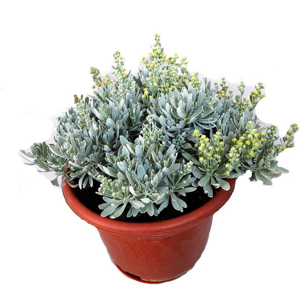Chinese Wormwood, 香菊, 芙蓉菊 (Crossostephium chinense) | Shopee Singapore