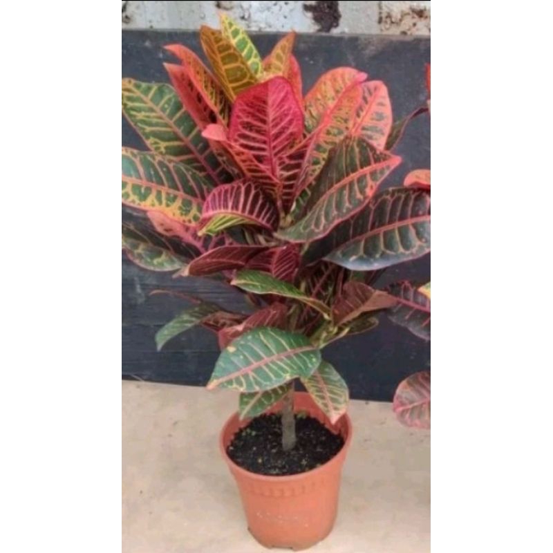 1pot@ only $18- Codiaeum variegatum (~450mm ht, ~6 -7inch pot) | Shopee ...
