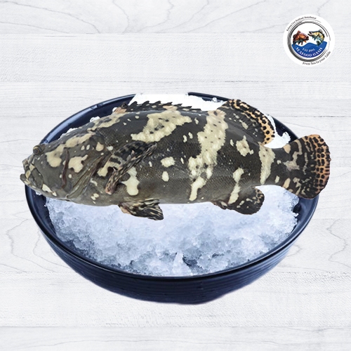 Live Dragon Tiger Grouper 奎笼活珍珠龙虎斑 700g - 6kg +/- | Shopee Singapore