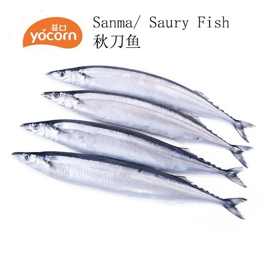 [YOCORN] Natural Sanma/Saury Fish 秋刀鱼 (1KG/PKT) - Frozen | Shopee Singapore