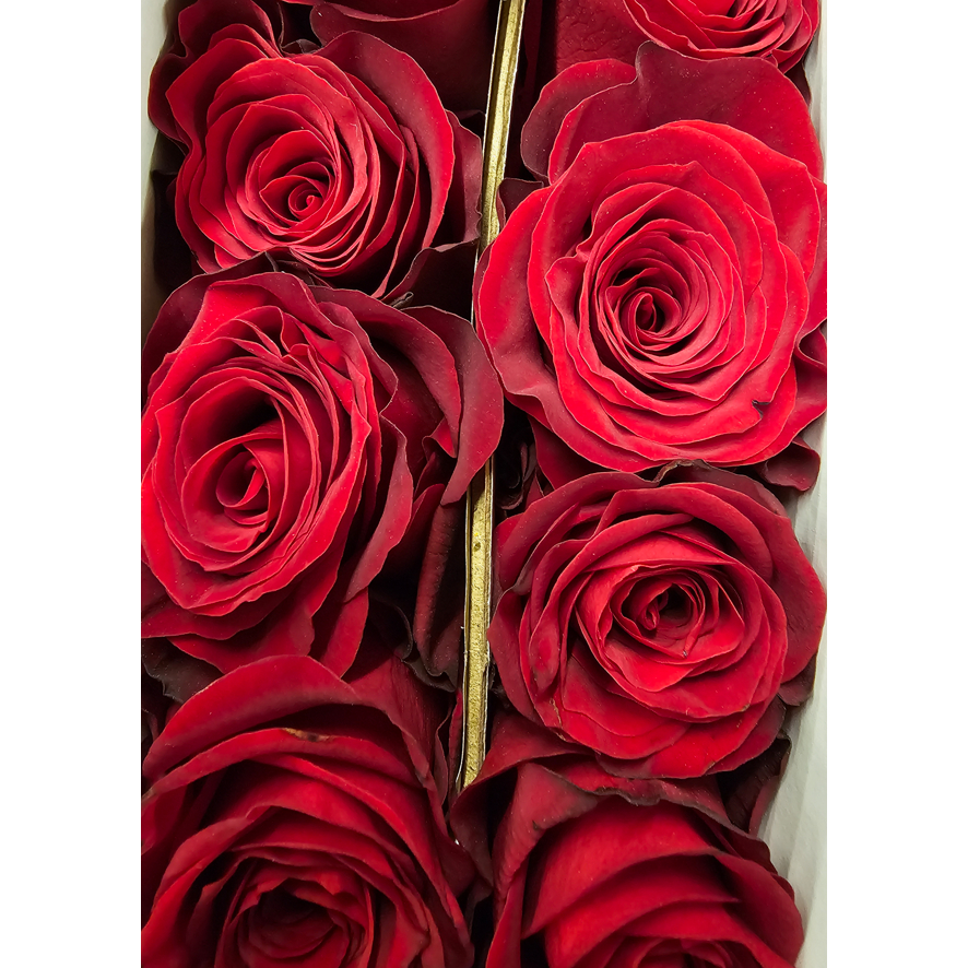 Varying Colours Approx 10 Stalks Fresh Cut Rose Flowers House Home ...